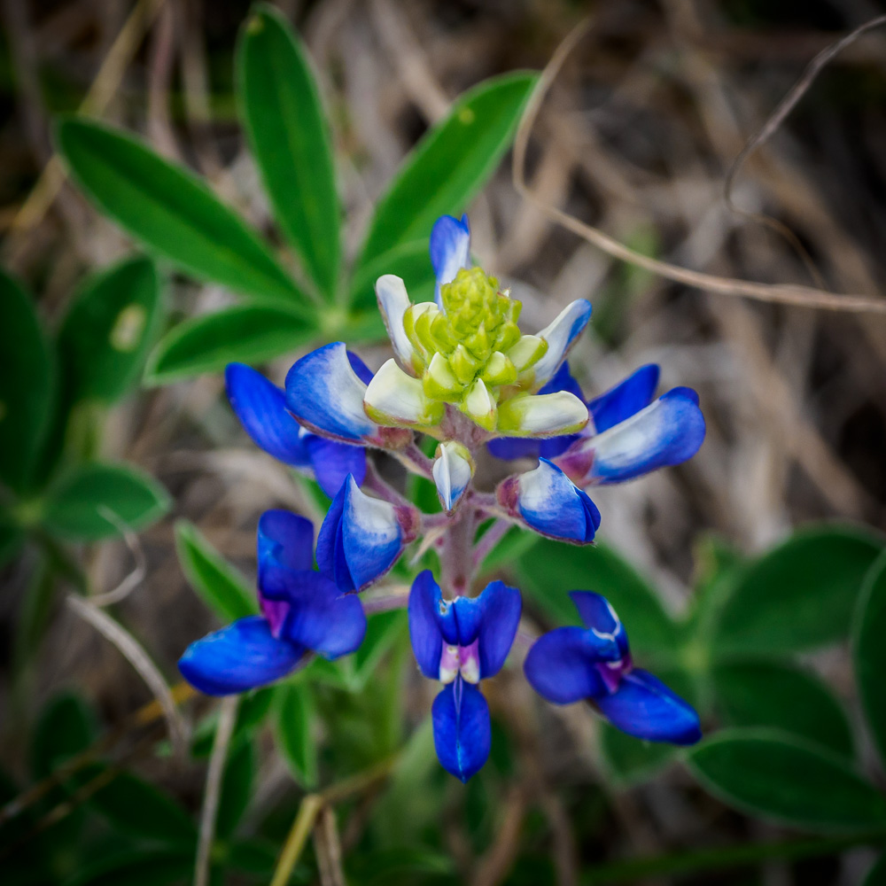 Bluebonnet Season! - Nicholls Photo Blog